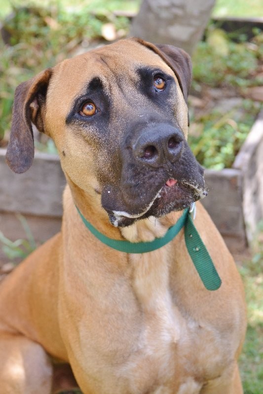Samson - Large Male Rhodesian Ridgeback x English Mastiff Mix Dog in ...