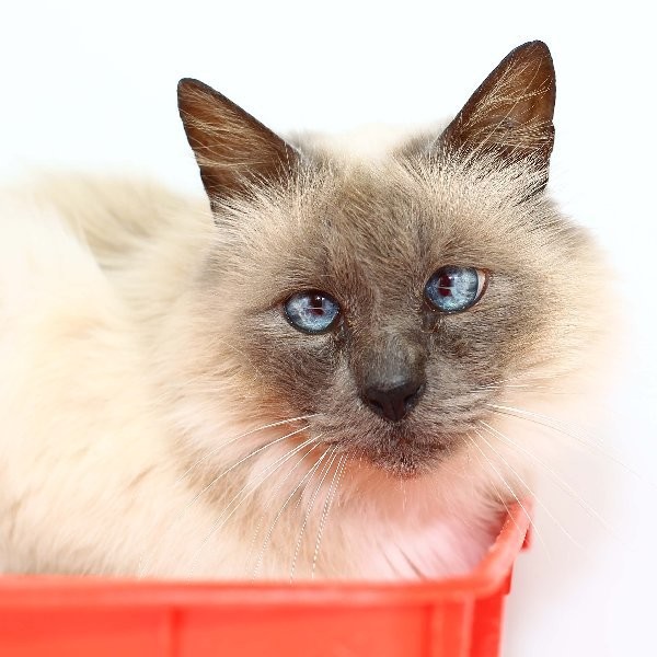 Humphrey - Male Birman Mix Cat in VIC - PetRescue
