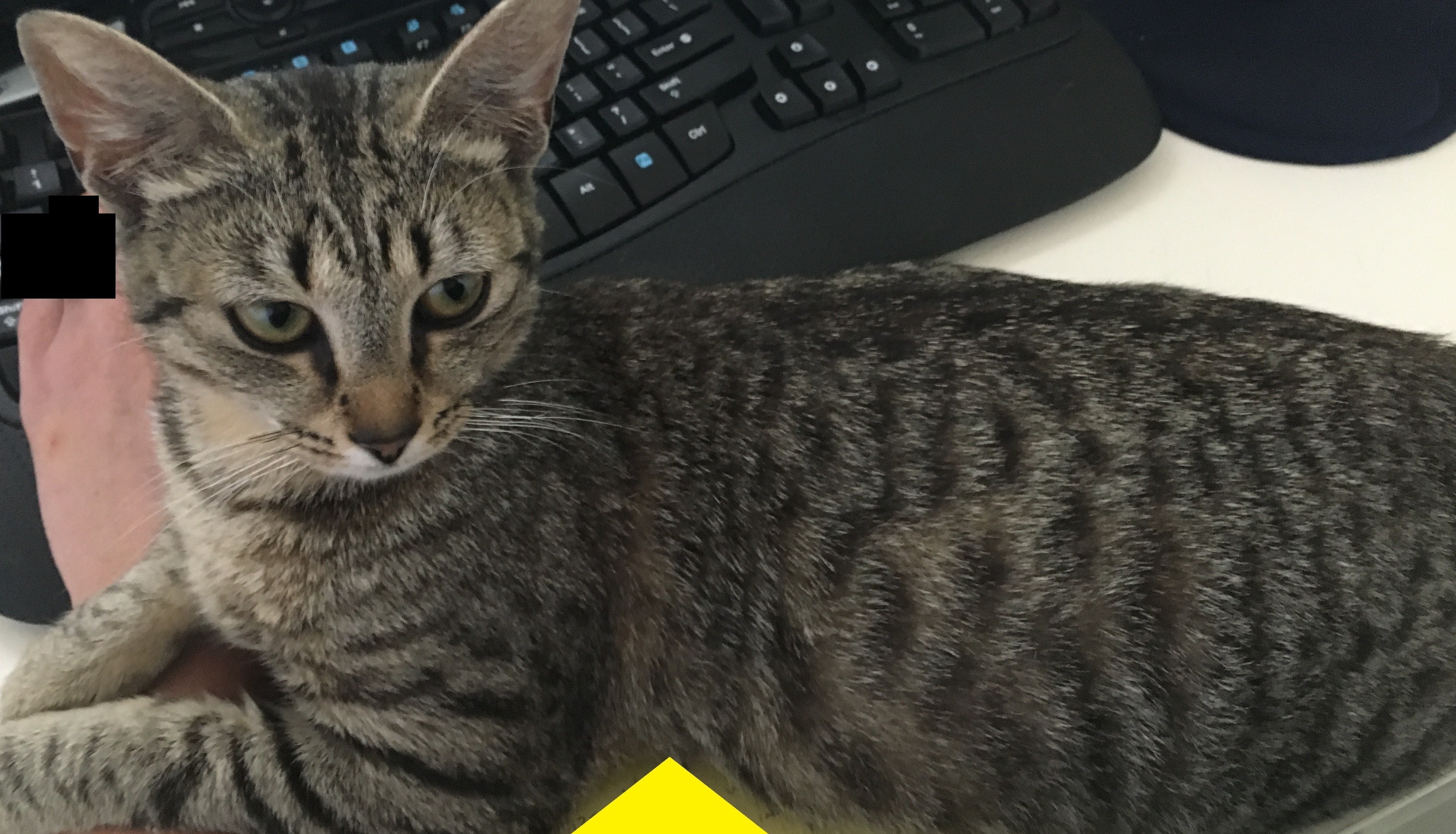 Tiger - Female Domestic Short Hair Cat in NSW - PetRescue