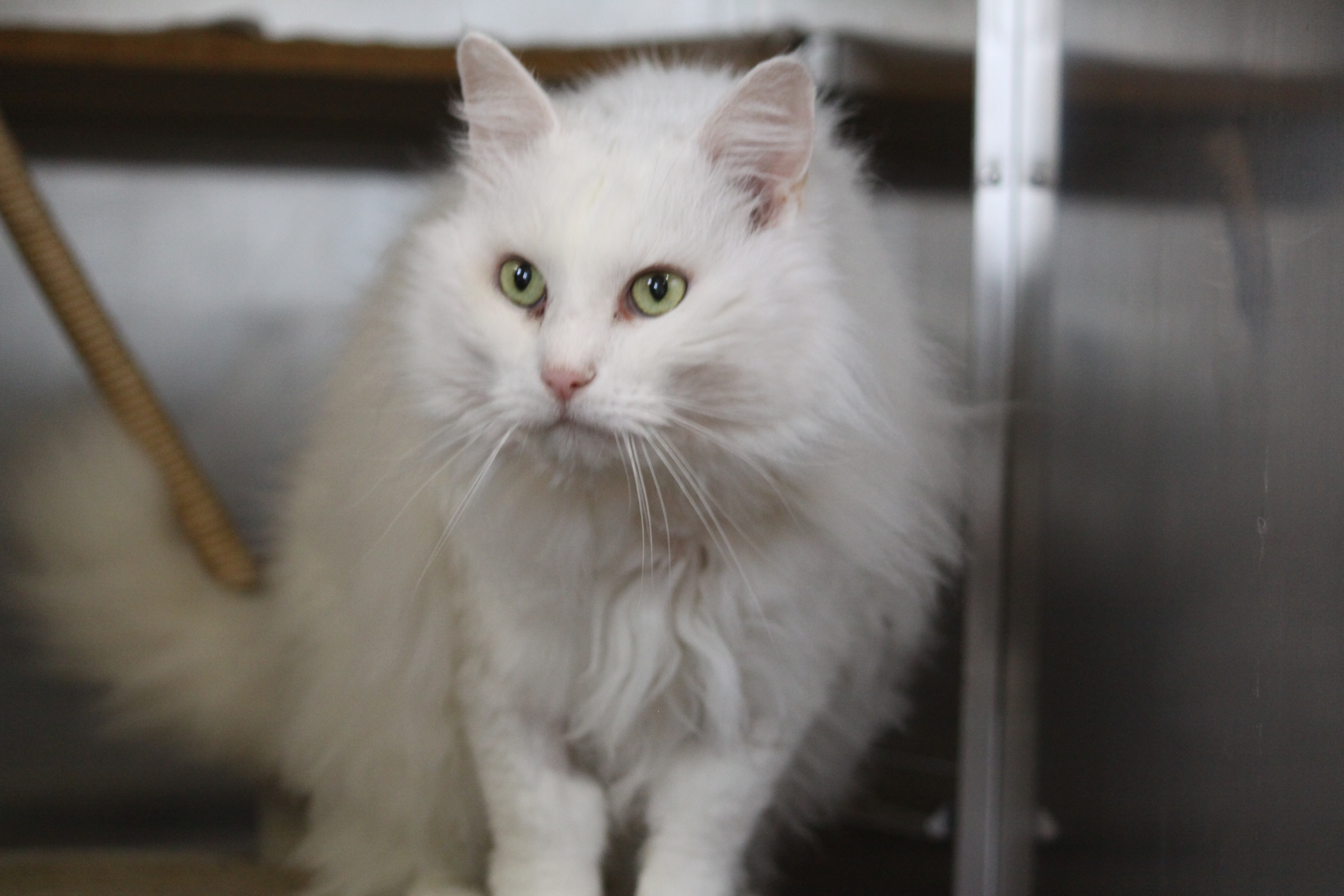 Max - Male Turkish Van Mix Cat in ACT - PetRescue