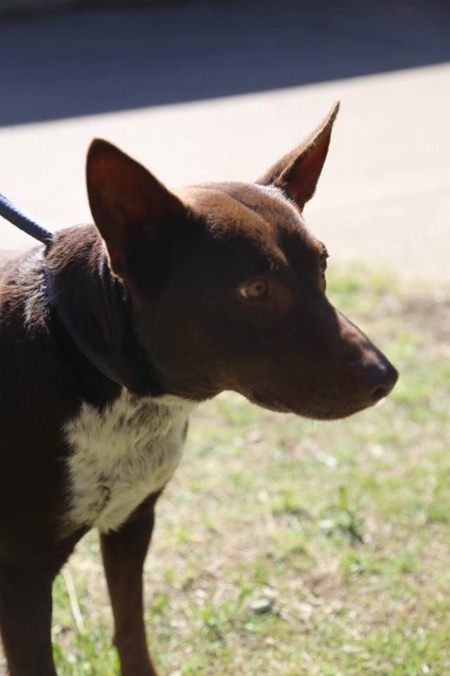 Coco - Medium Female Kelpie Dog in NSW - PetRescue