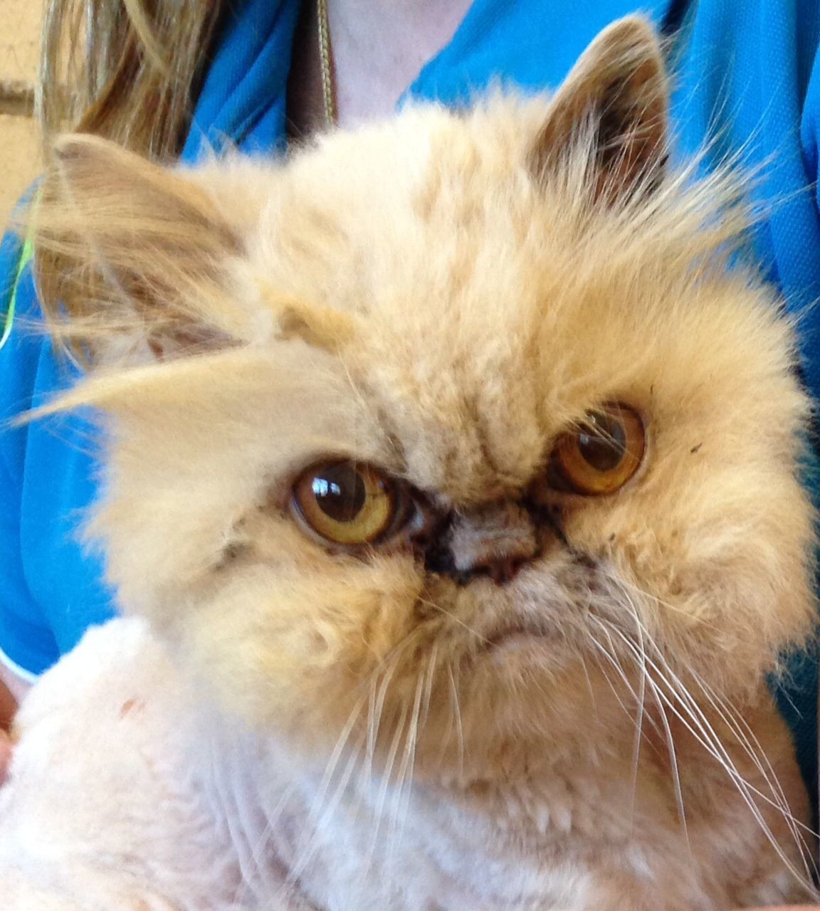 Honey - Female Persian Mix Cat in NSW - PetRescue