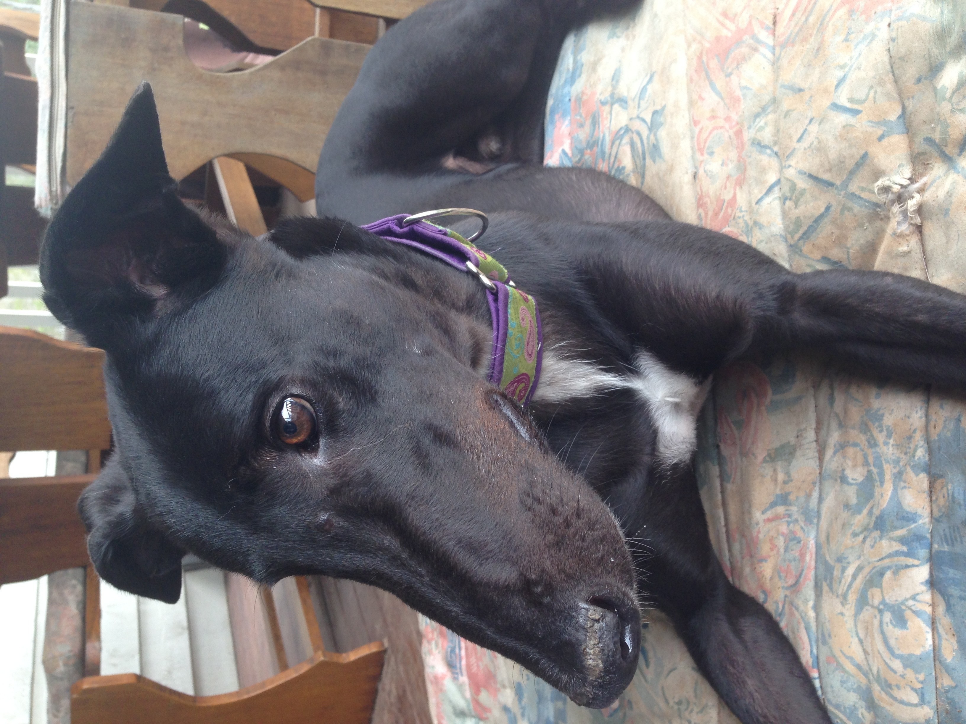 “Alfie”, Cat-Tolerant. Canberra - Large Male Greyhound Dog in ACT ...