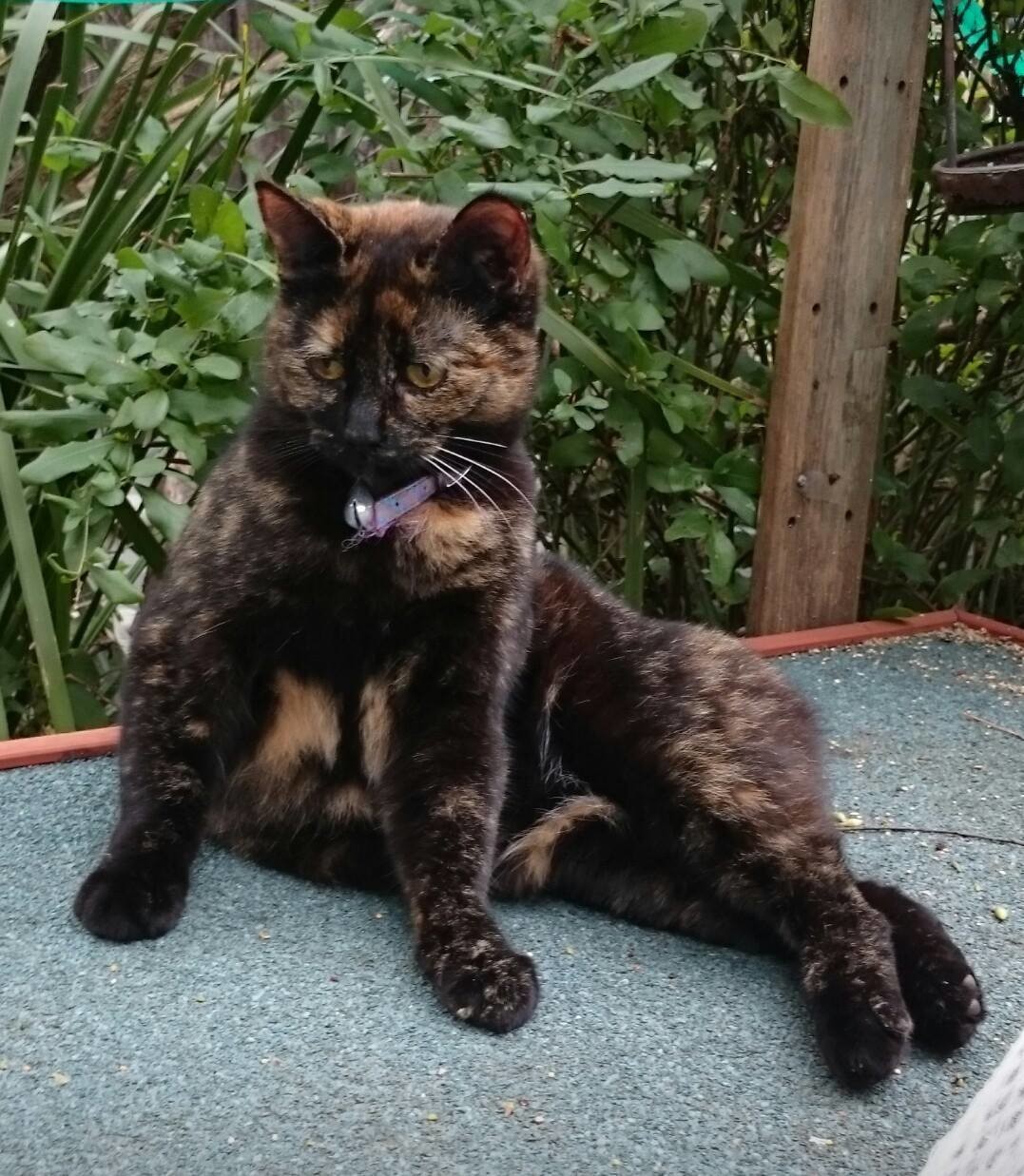 Minxy - Female Manx Mix Cat in NSW - PetRescue