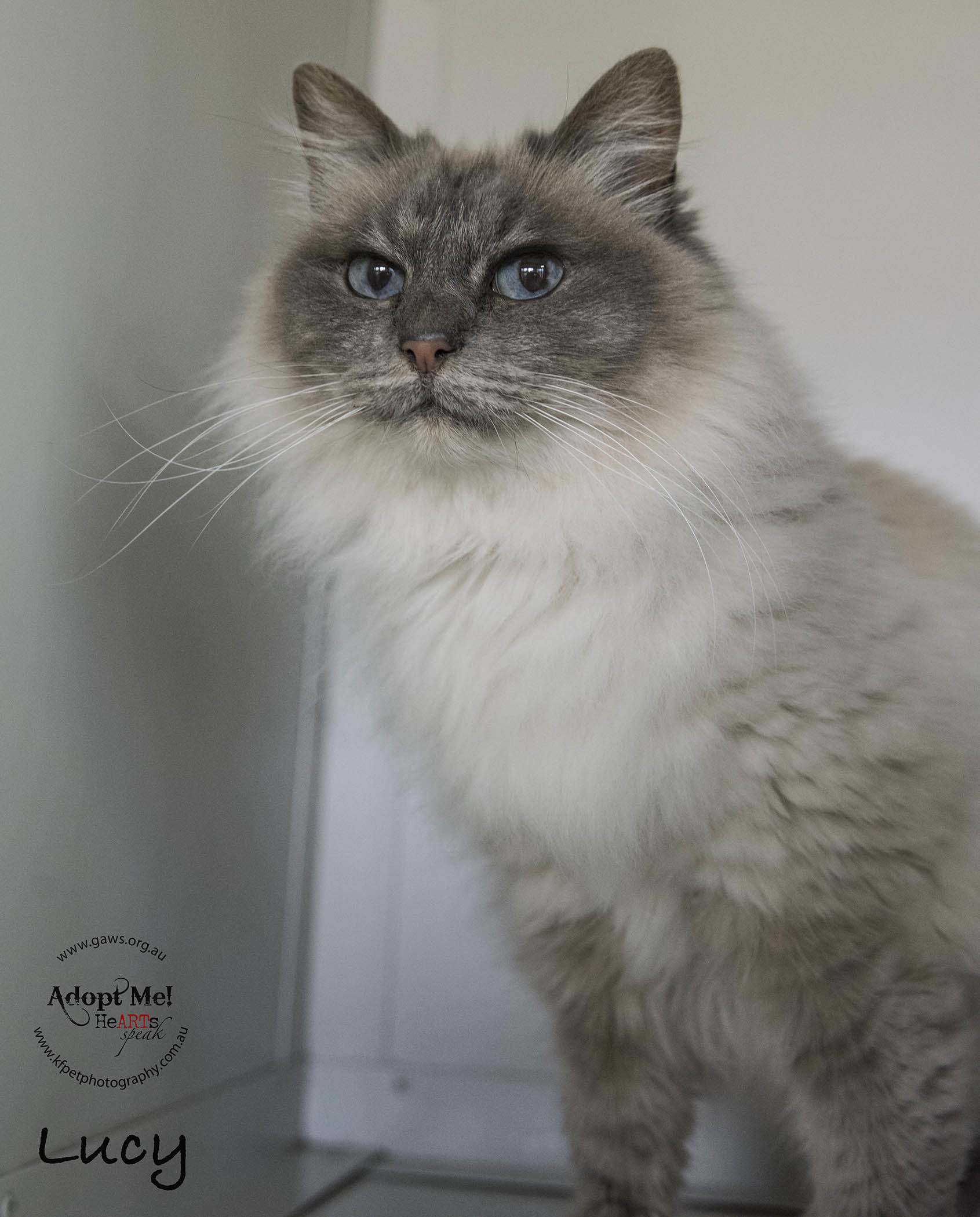 Lucy ID33254 - Female Birman Mix Cat in VIC - PetRescue