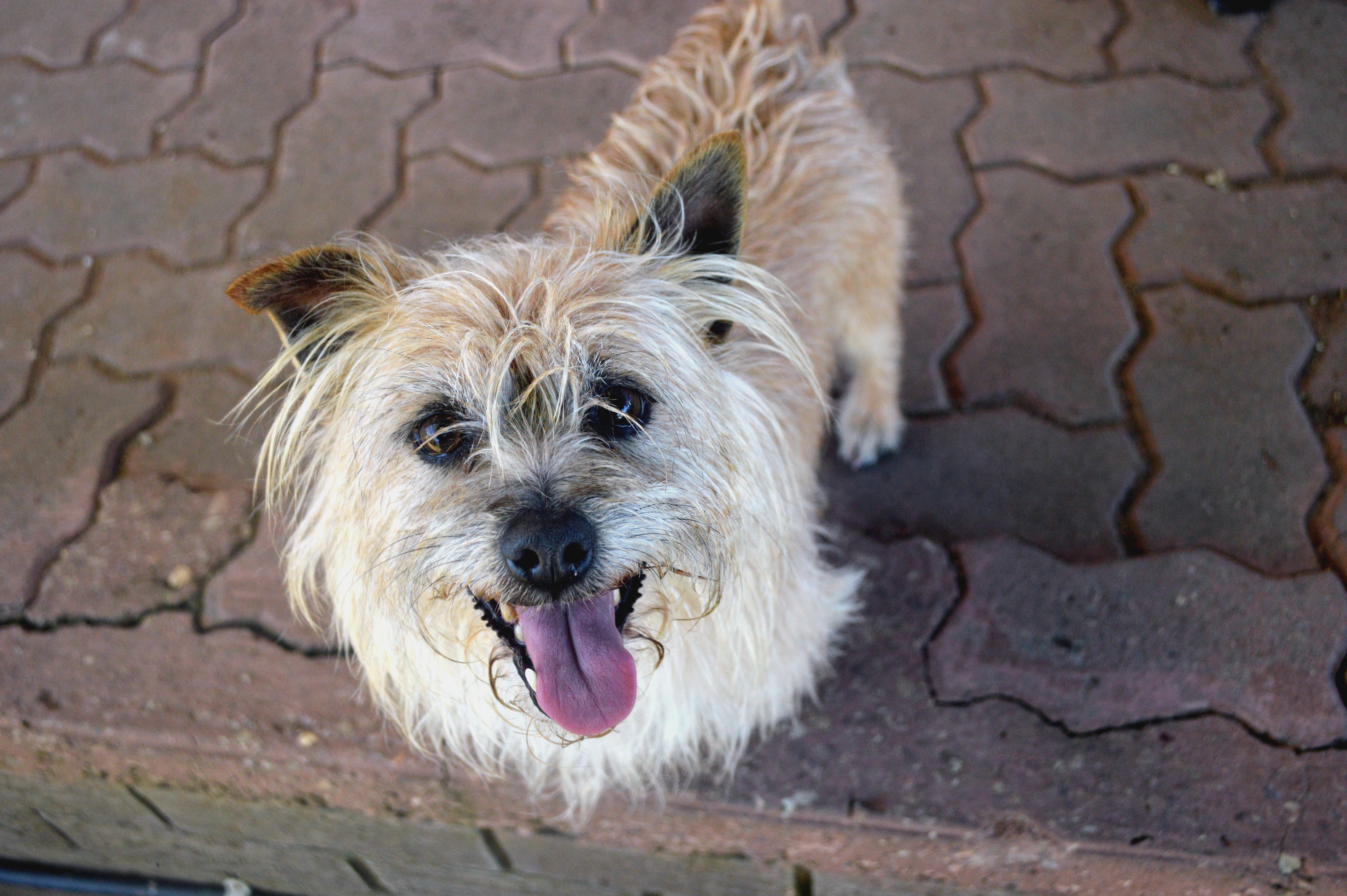Max - Small Male Jack Russell Terrier x Norfolk Terrier Mix Dog in NSW ...