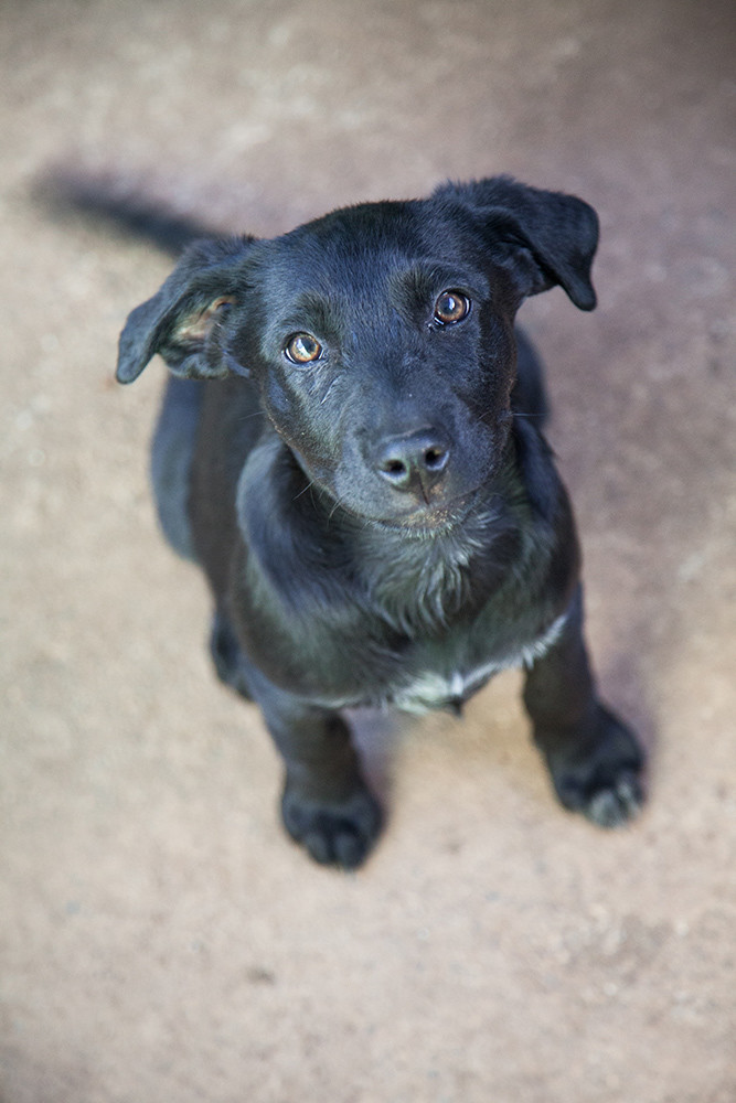 Laren - Medium Male Kelpie x Labrador Mix Dog in NSW - PetRescue