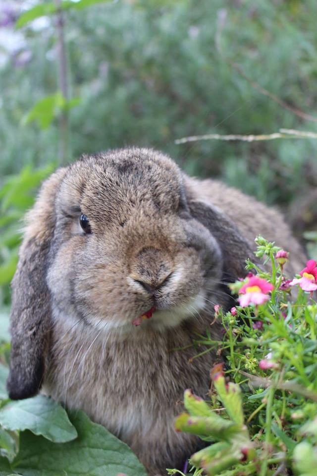 Freya - Female Mini Lop Rabbit in NSW - PetRescue