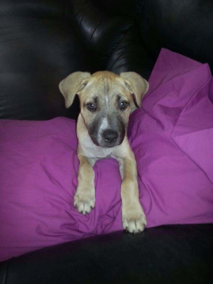 Saffron - Medium Female Australian Cattle Dog x Rhodesian Ridgeback Mix ...