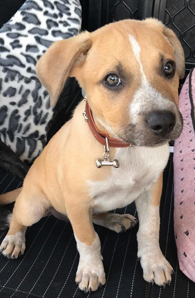 Sampson - Medium Male Australian Cattle Dog x Rhodesian Ridgeback Mix ...