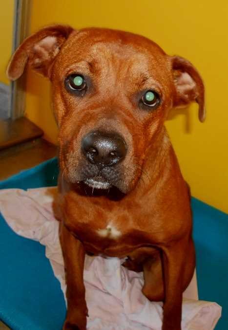 Stella - Medium Female Boxer x Rhodesian Ridgeback Mix Dog in QLD ...