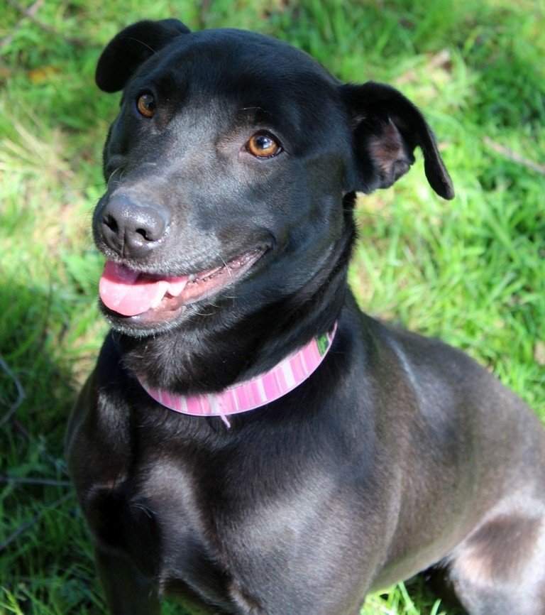 Ebony - Medium Female Labrador x Staffy Mix Dog in VIC - PetRescue