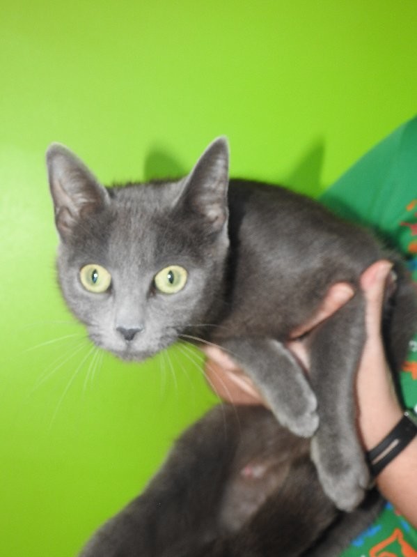 Holly - Female Domestic Short Hair x Korat Mix Cat in QLD - PetRescue