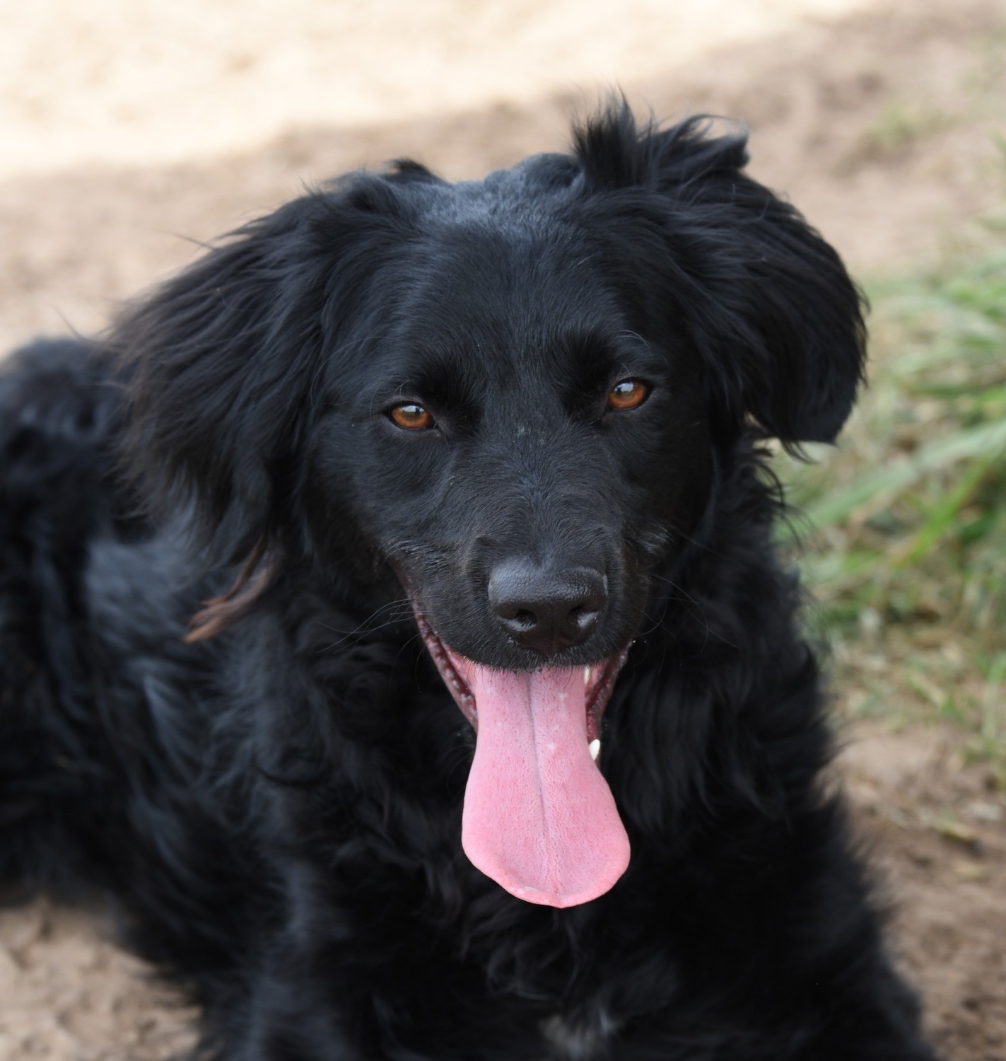 Bellerina - Medium Female Border Collie x Poodle (Standard) Mix Dog in ...