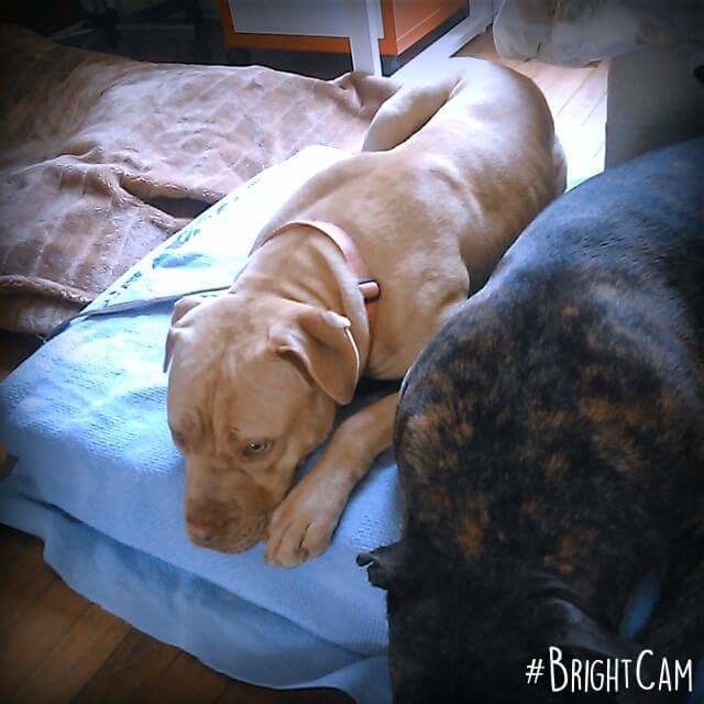 Marvelous Melody 2 yr old Bulldach mix - Large Female British Bulldog x ...