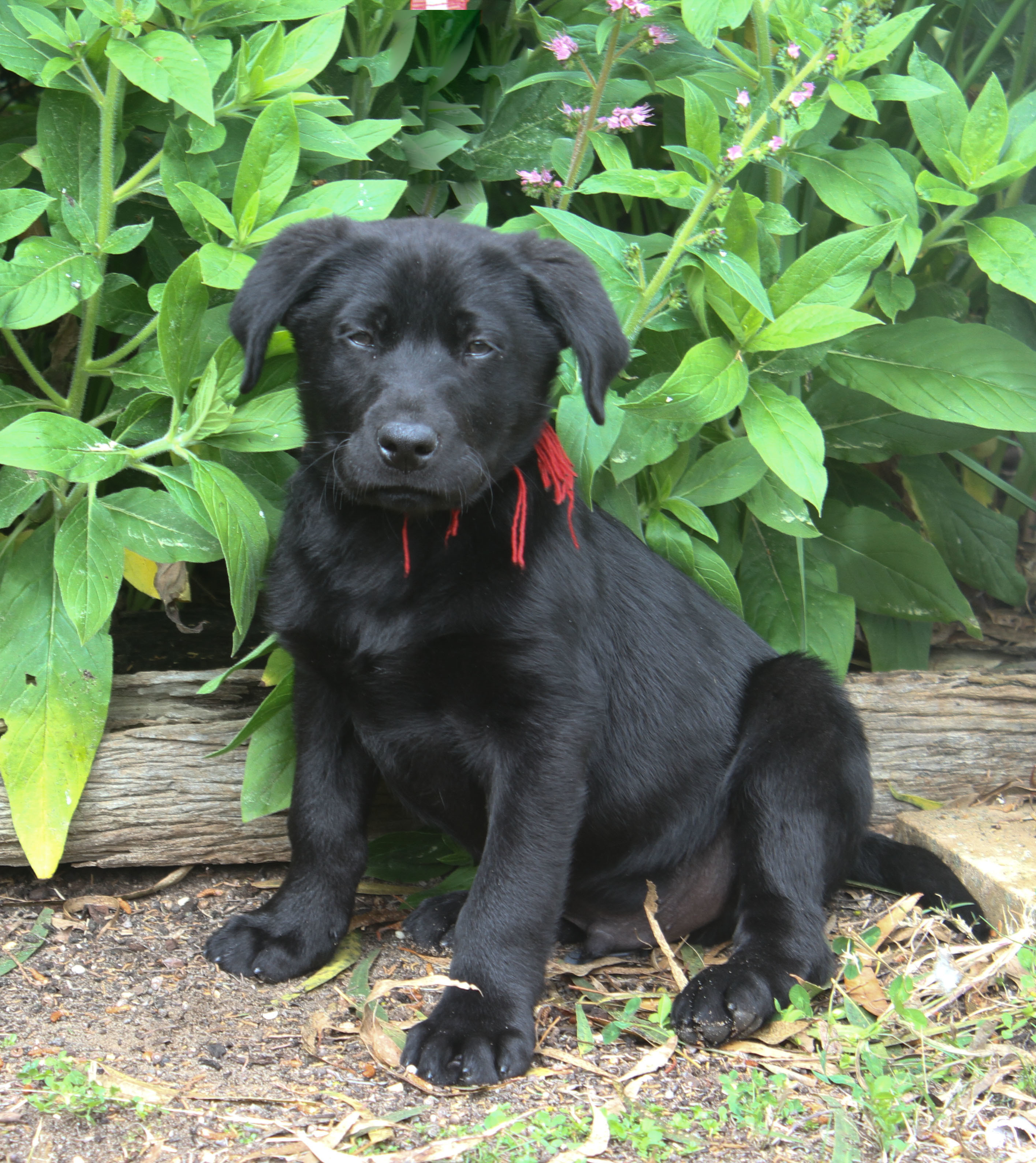 Jed - Medium Male Kelpie x Labrador Dog in VIC - PetRescue