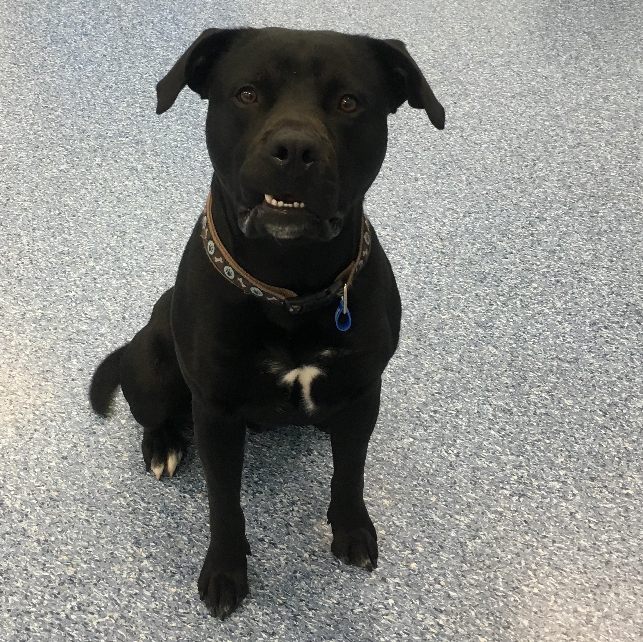 Bear - Large Male Rottweiler x American Staffordshire Terrier Mix Dog ...