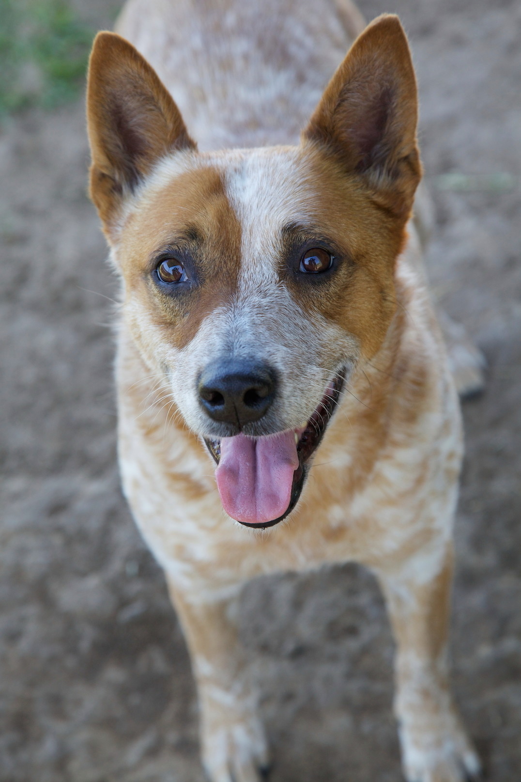 Freckles - Medium Female Australian Cattle Dog Mix Dog in NSW - PetRescue