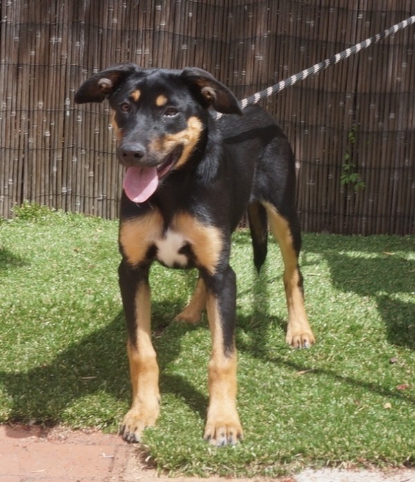 Sadie - Large Female Huntaway Mix Dog in WA - PetRescue