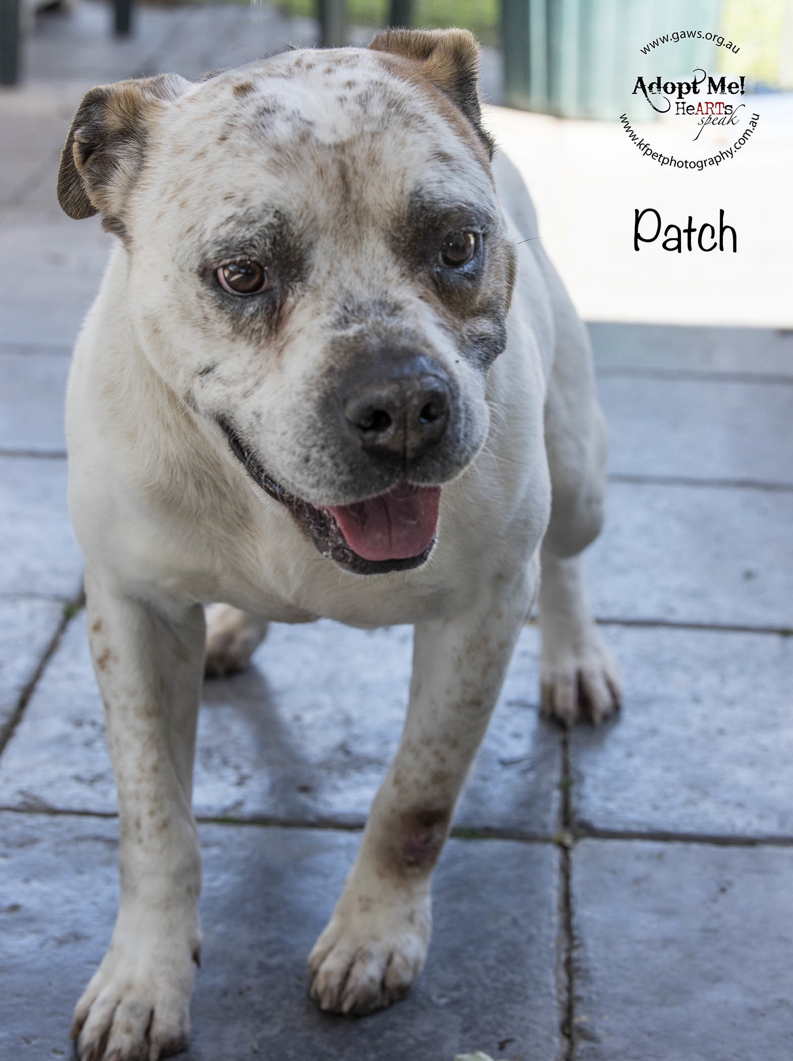 Patch ID33622 - Large Male American Bulldog Mix Dog in VIC - PetRescue