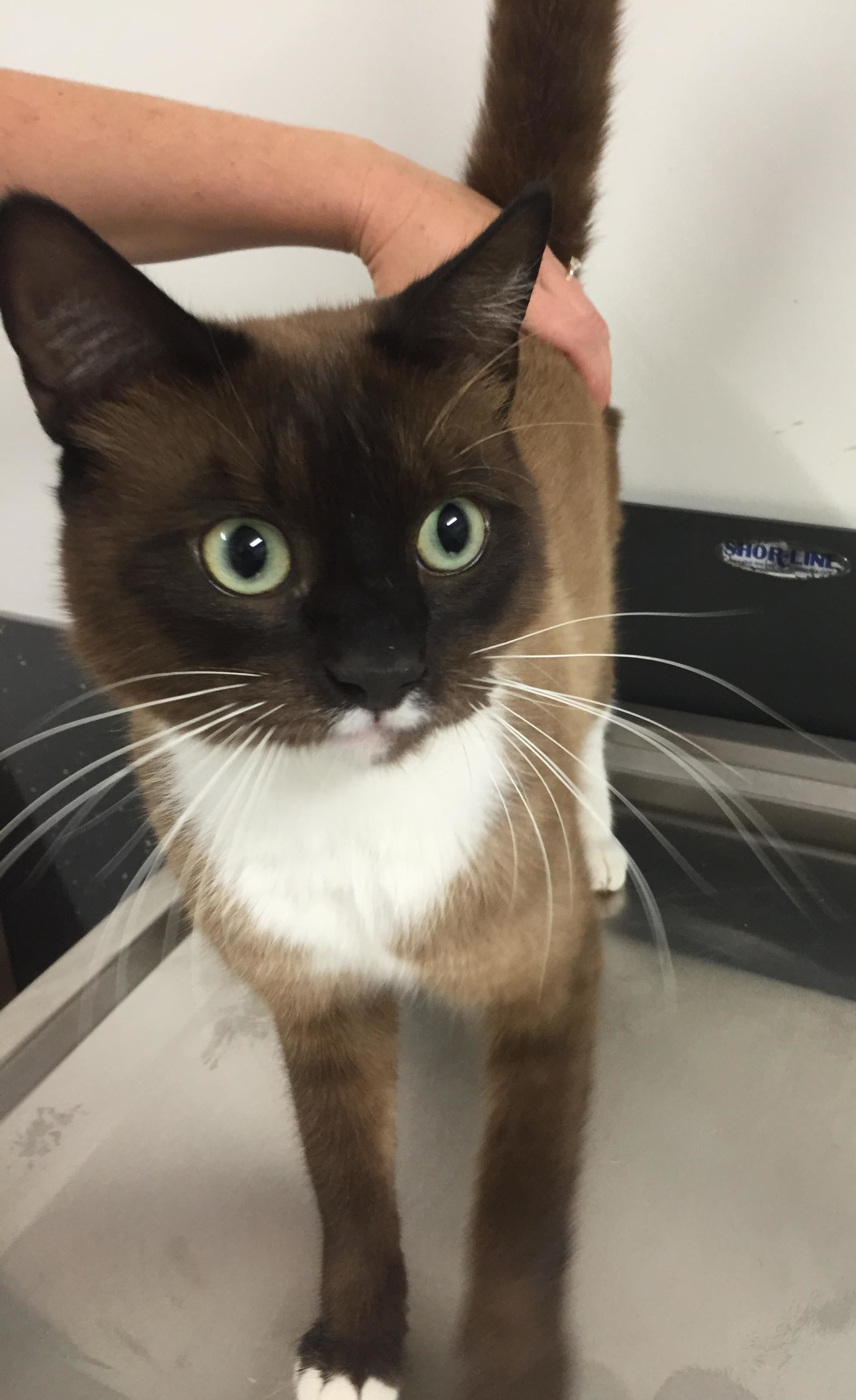 Jasper - Male Snowshoe x Burmese American Mix Cat in QLD - PetRescue