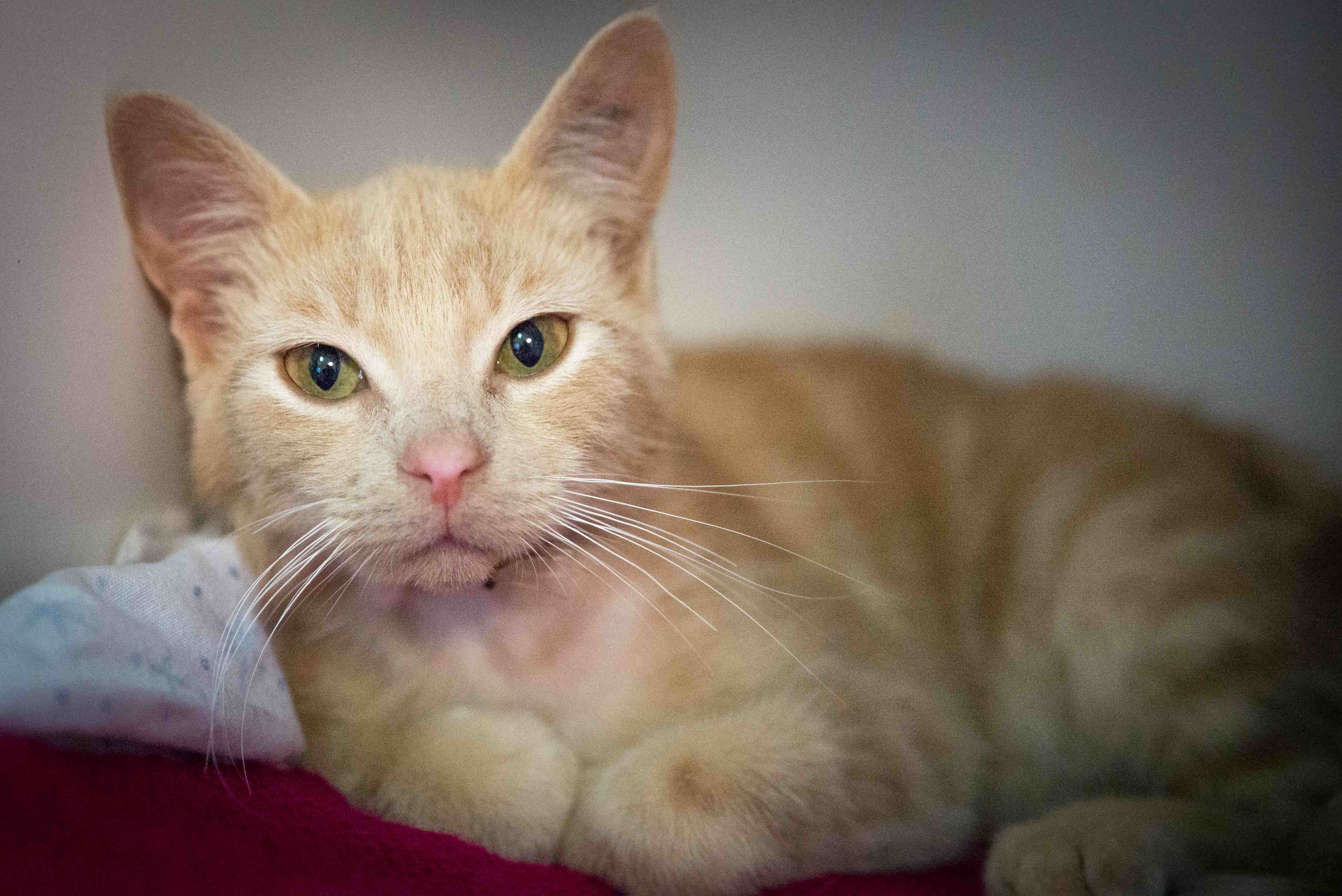Ginger - Male Domestic Short Hair Mix Cat in NSW - PetRescue