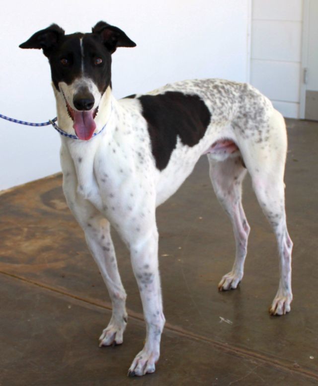 Monster - Large Male Greyhound Dog in NSW - PetRescue