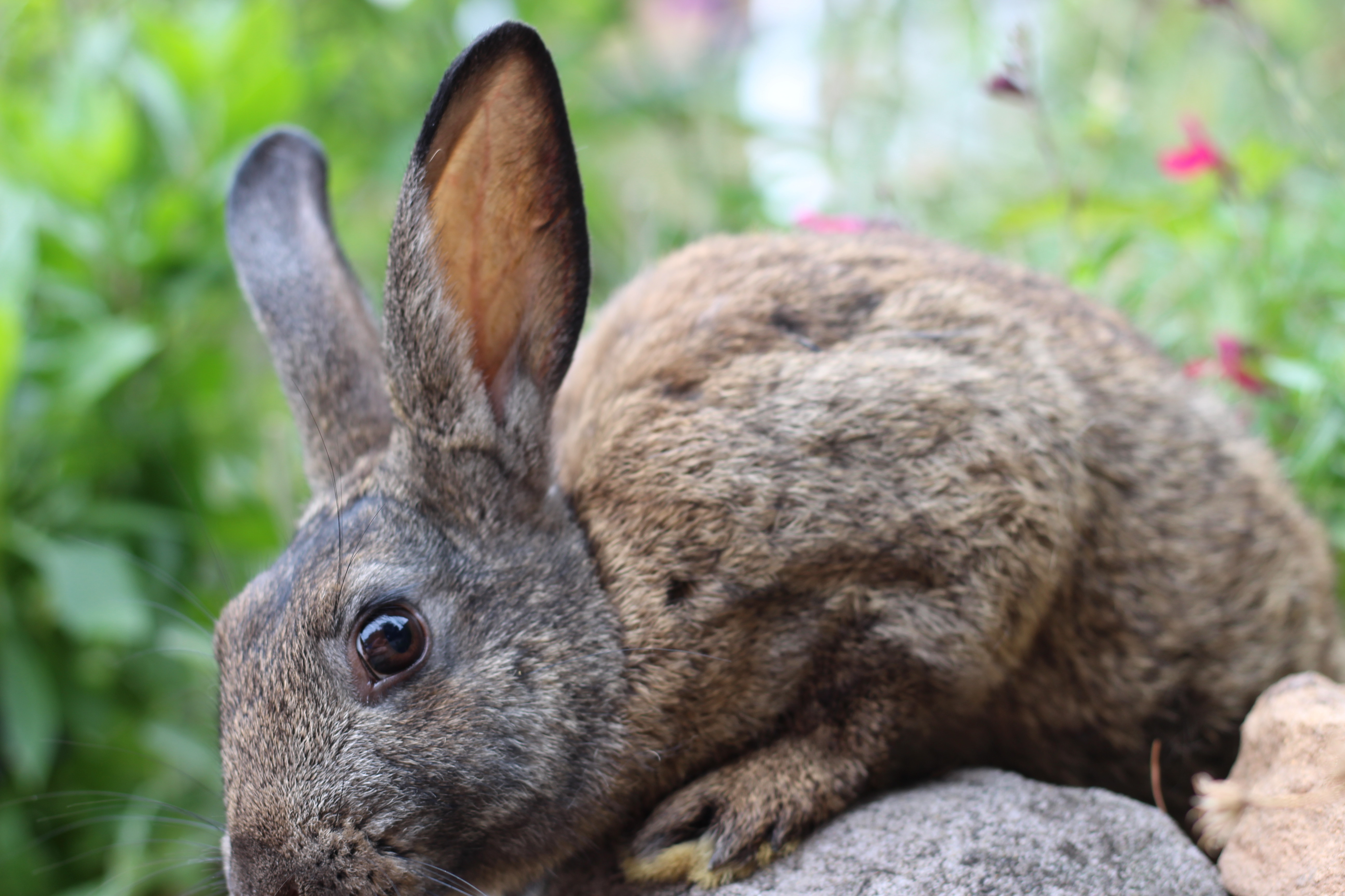 Jade - Female Dwarf Rabbit in NSW - PetRescue