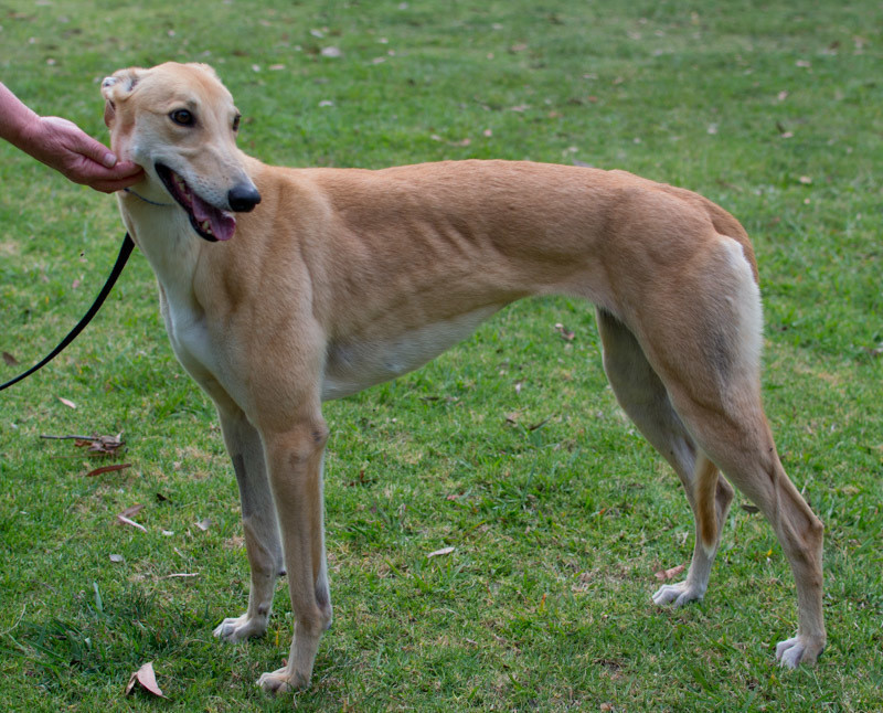 Izzy - Large Female Greyhound Dog in NSW - PetRescue