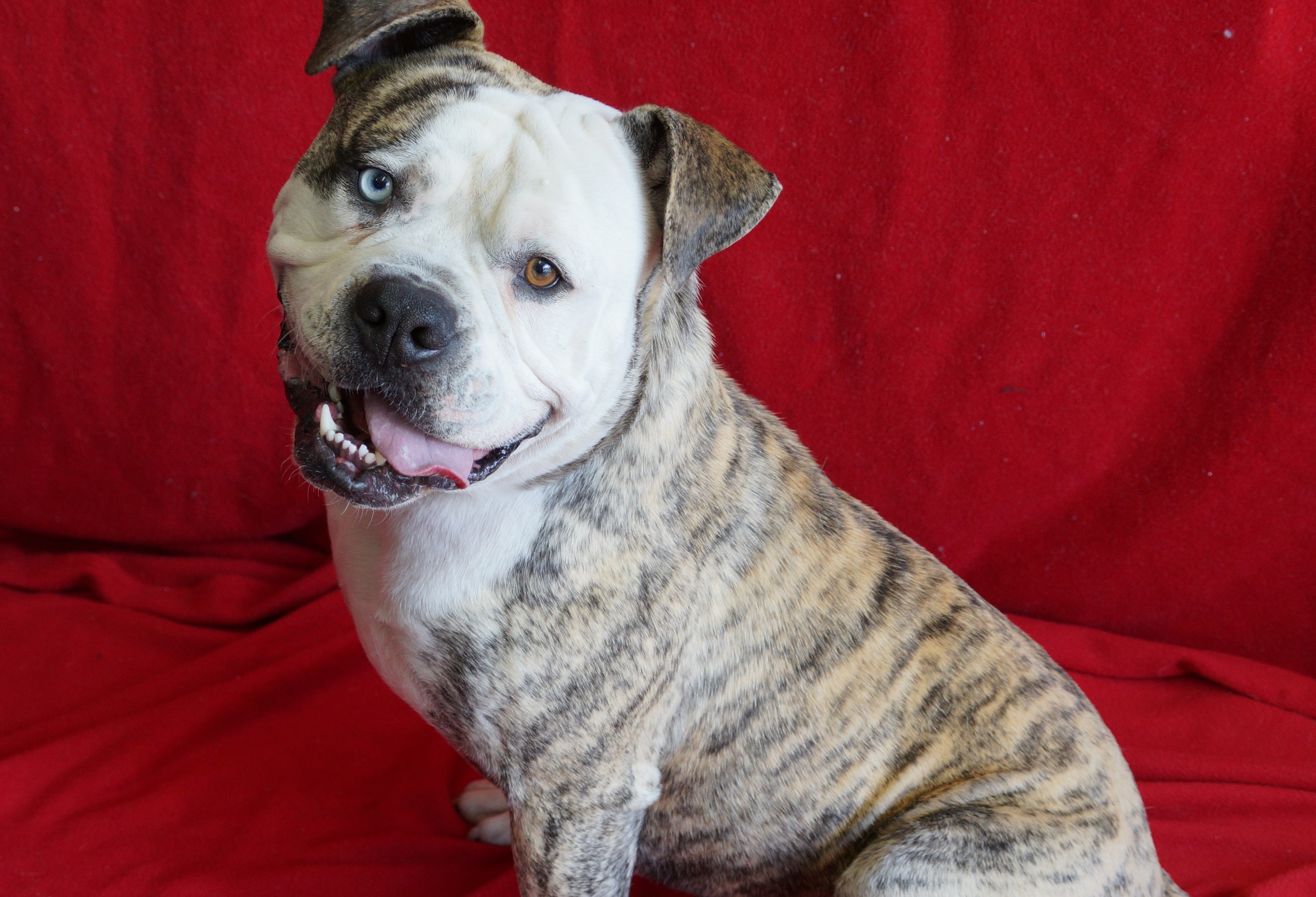 Dozer - Medium Male American Bulldog Mix Dog in TAS - PetRescue