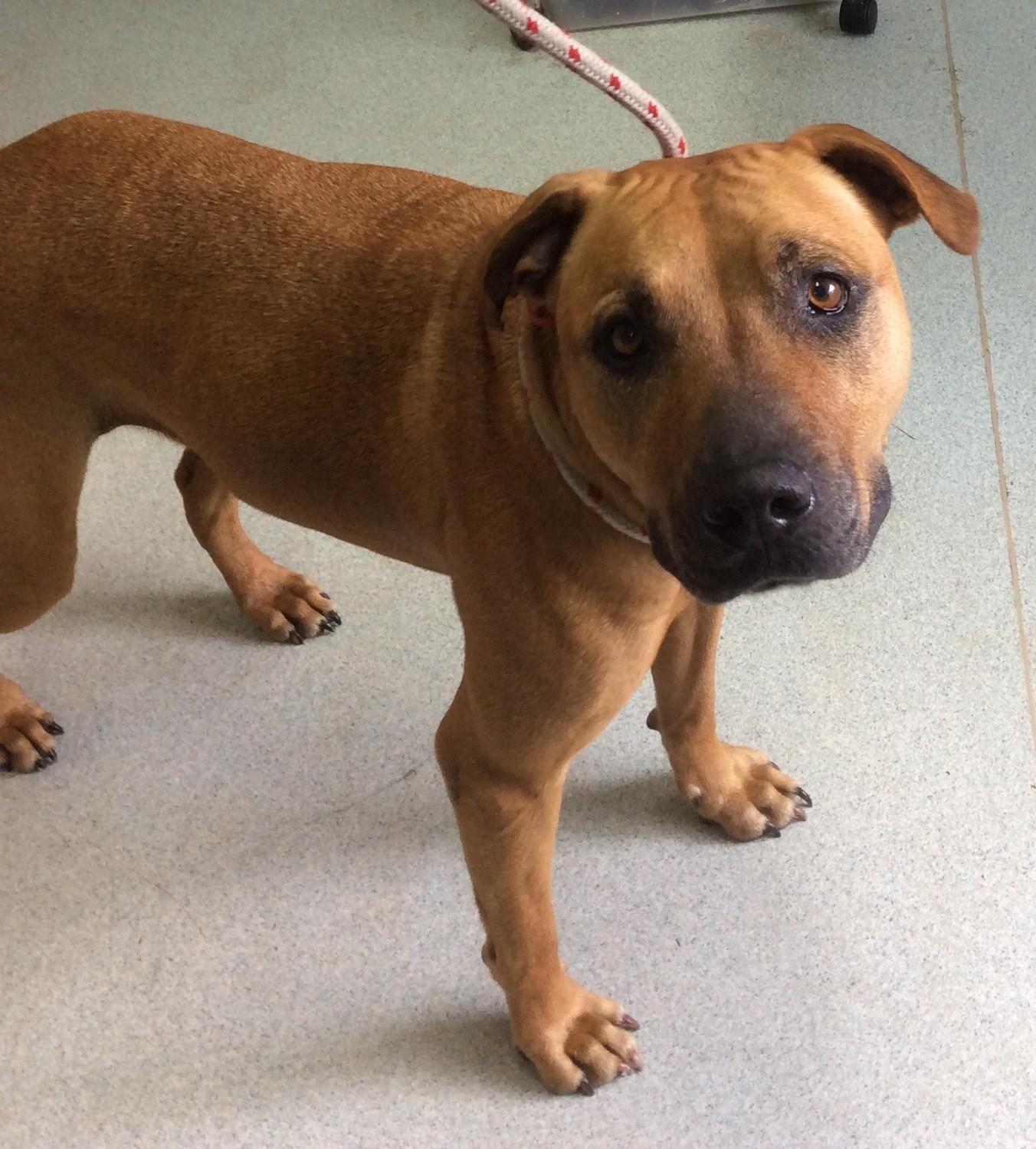Coco - Large Female Rhodesian Ridgeback x English Staffordshire Bull ...