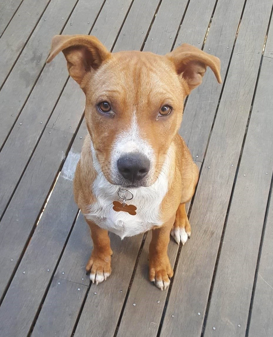 Tex - Medium Male Staffy x Ridgeback Mix Dog in QLD - PetRescue