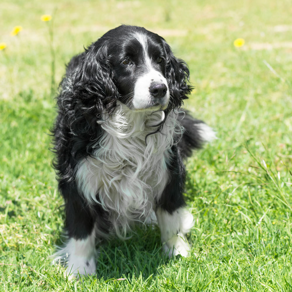 Digby(74601) - Medium Male Border Collie x Cocker Spaniel, English Mix ...
