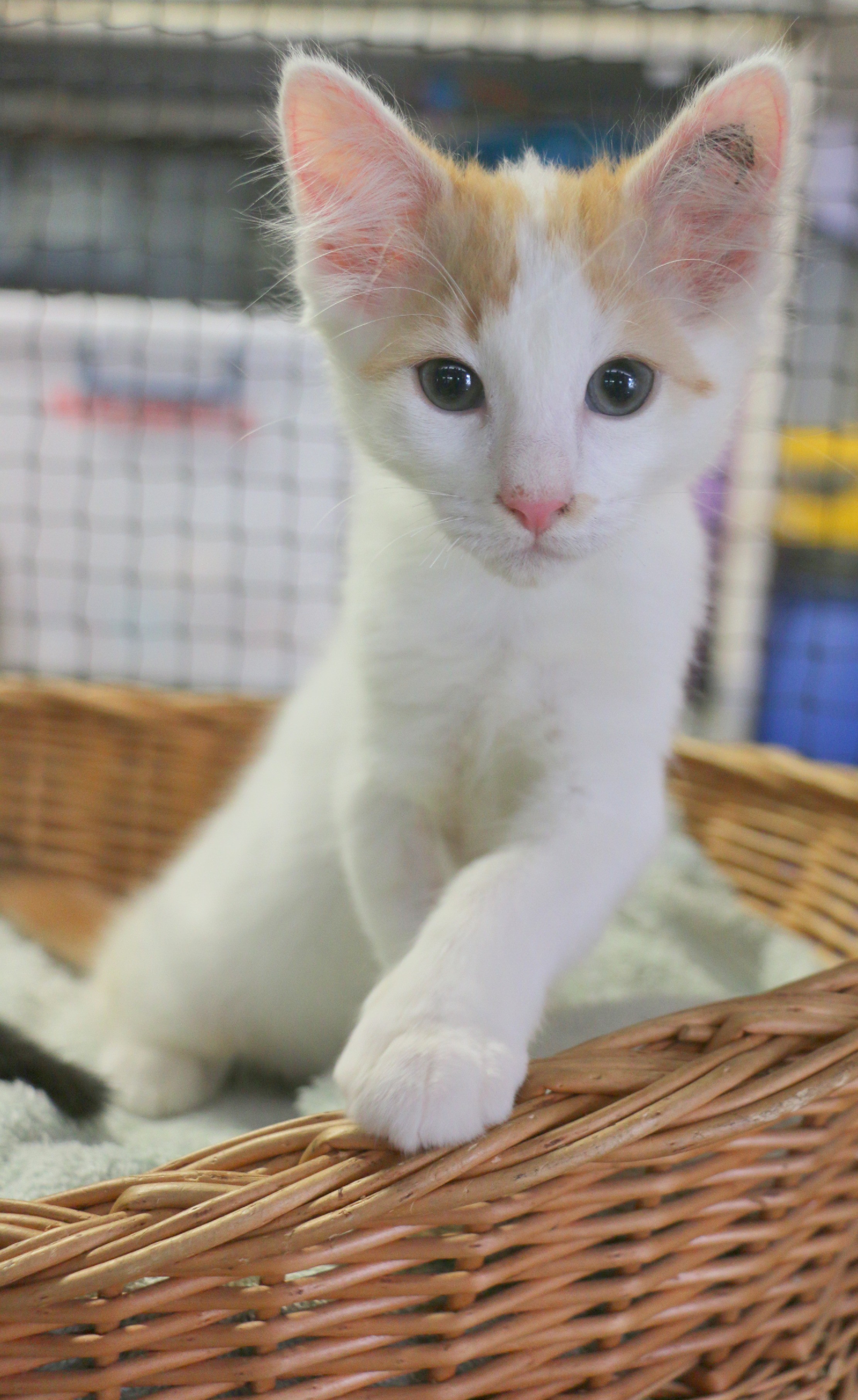 Moses - Male Turkish Van Mix Cat in QLD - PetRescue