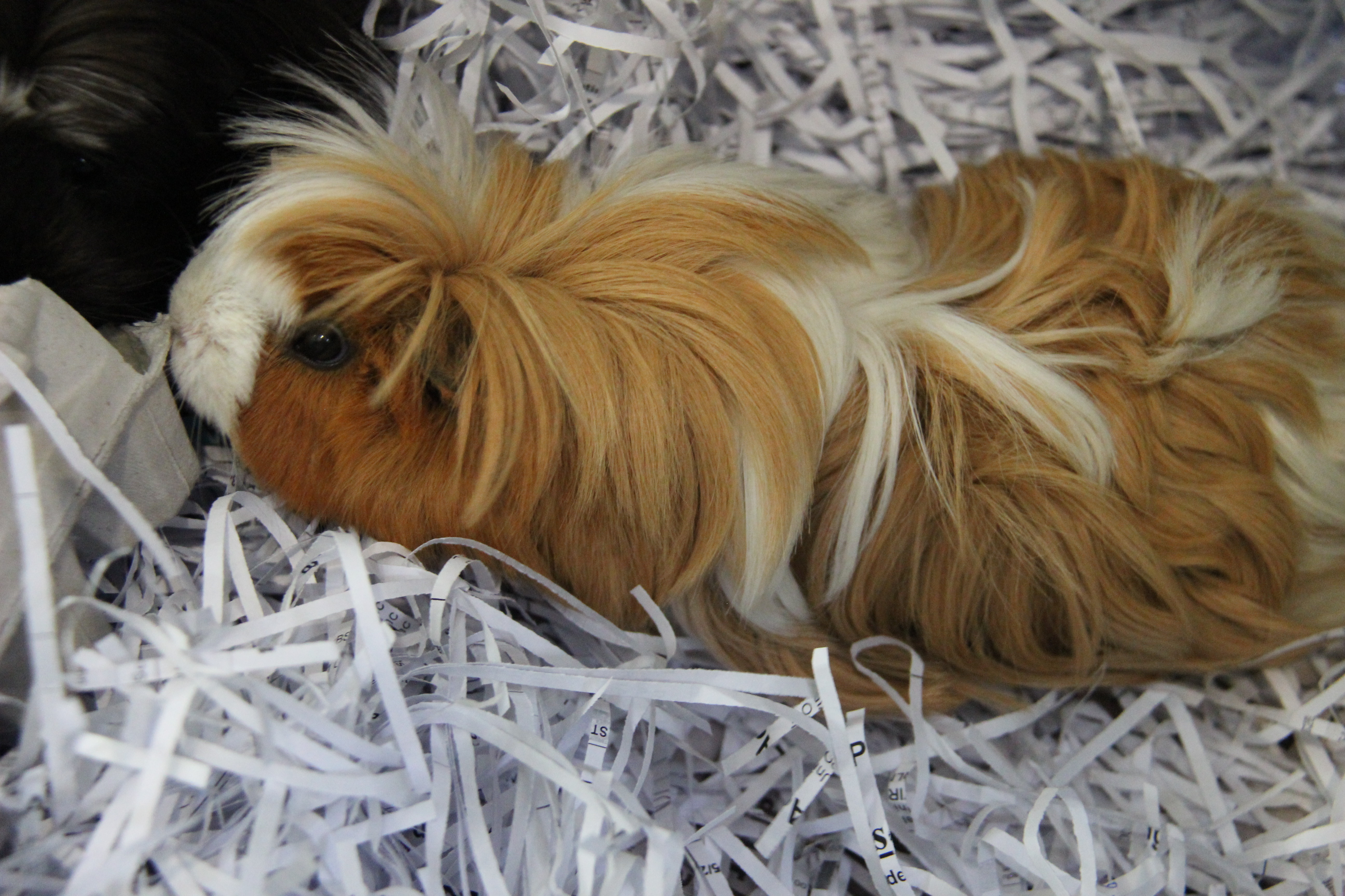 Caramel - Female Long-hair Peruvian (Long Haired) Mix Guinea Pig in QLD ...