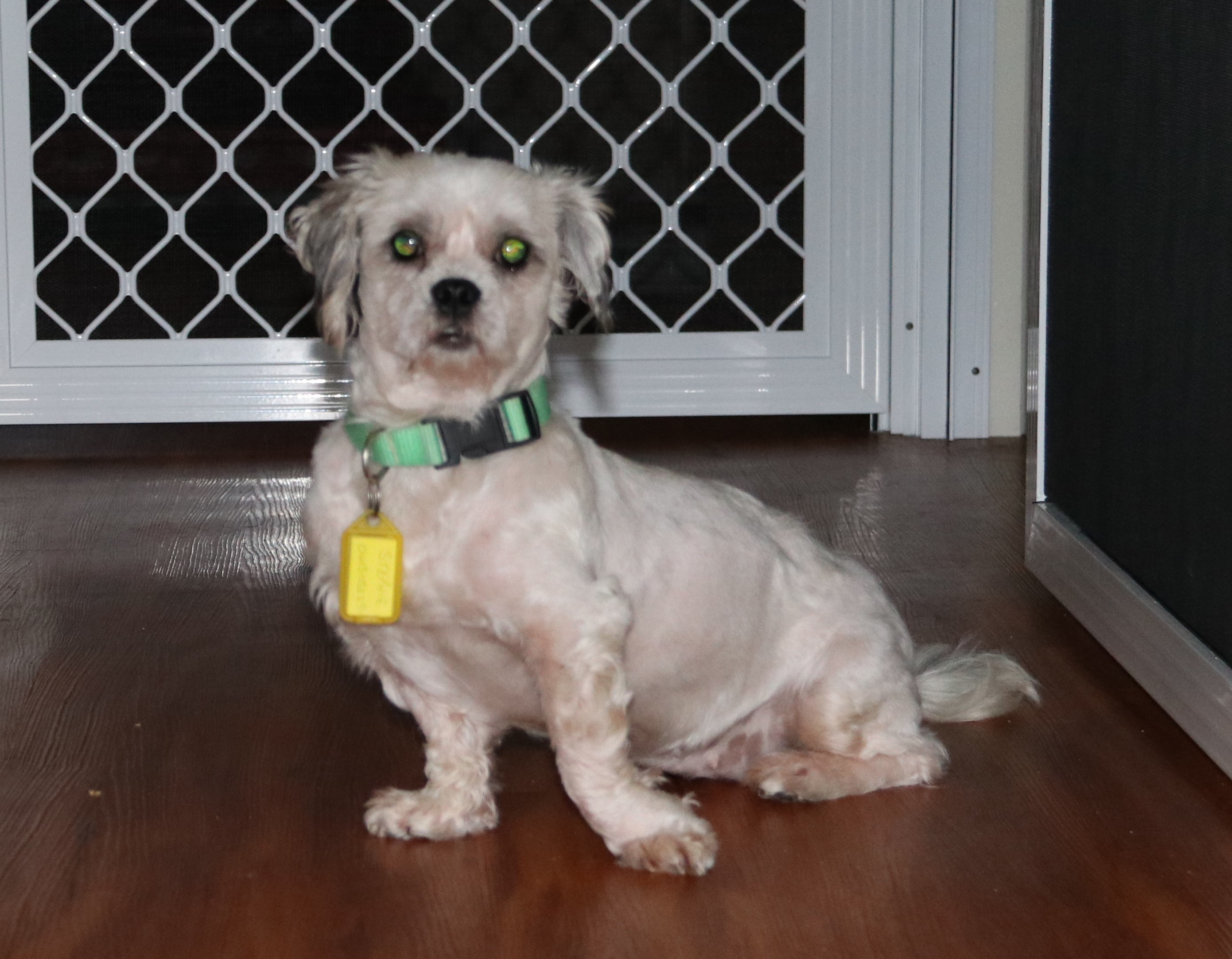 Stephie E1351 - Small Female Maltese x Shih Tzu Mix Dog in NSW - PetRescue