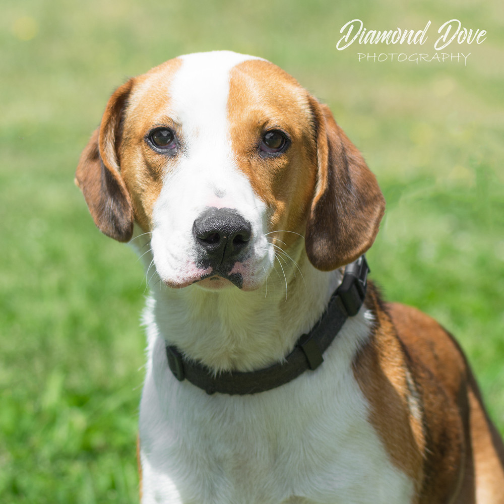 Lola (73605) - Medium Female Beagle x Rhodesian Ridgeback Dog in VIC ...