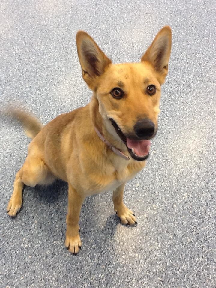 Fi - Large Female Siberian Husky x Australian Kelpie Mix Dog in NSW ...