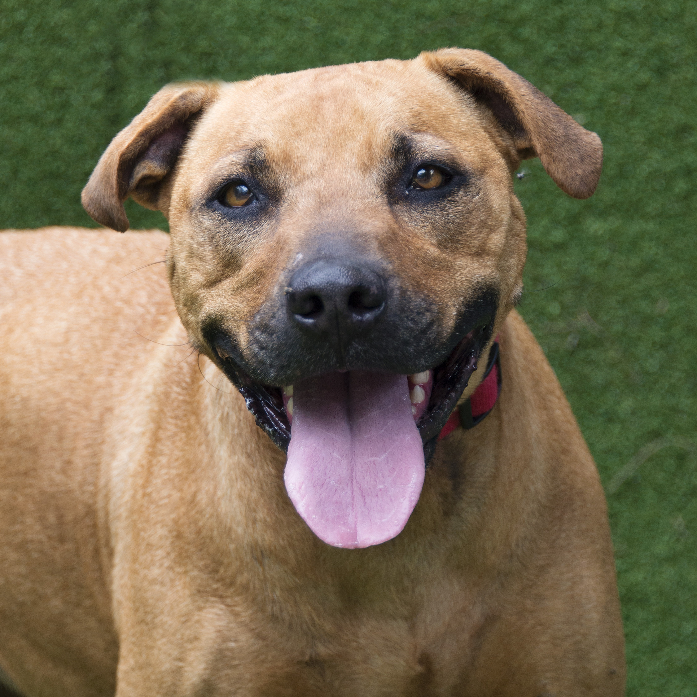 Coco - Large Female Rhodesian Ridgeback x English Staffordshire Bull ...