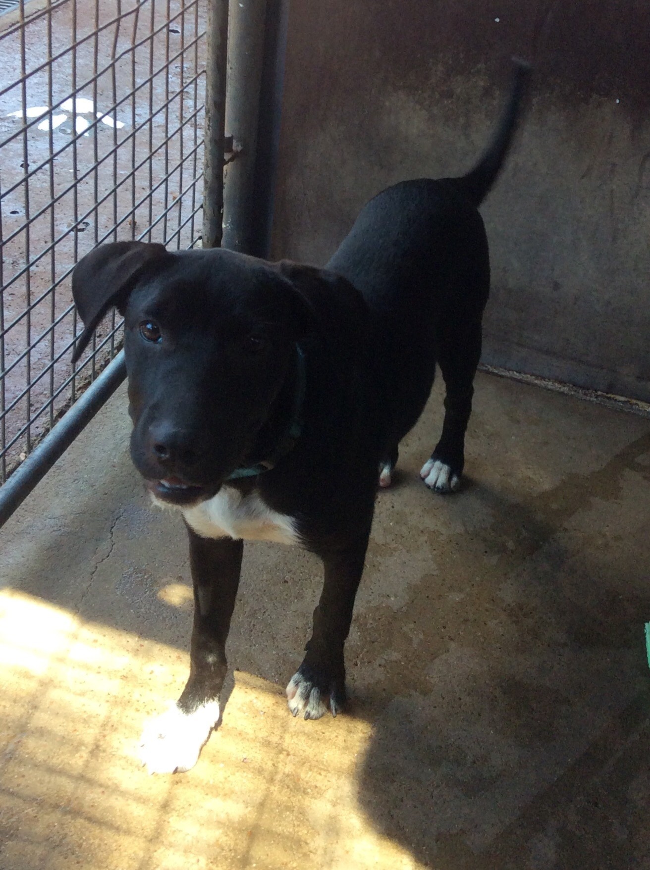 Chrisco - Large Female Dalmatian x Shar Pei Mix Dog in QLD - PetRescue