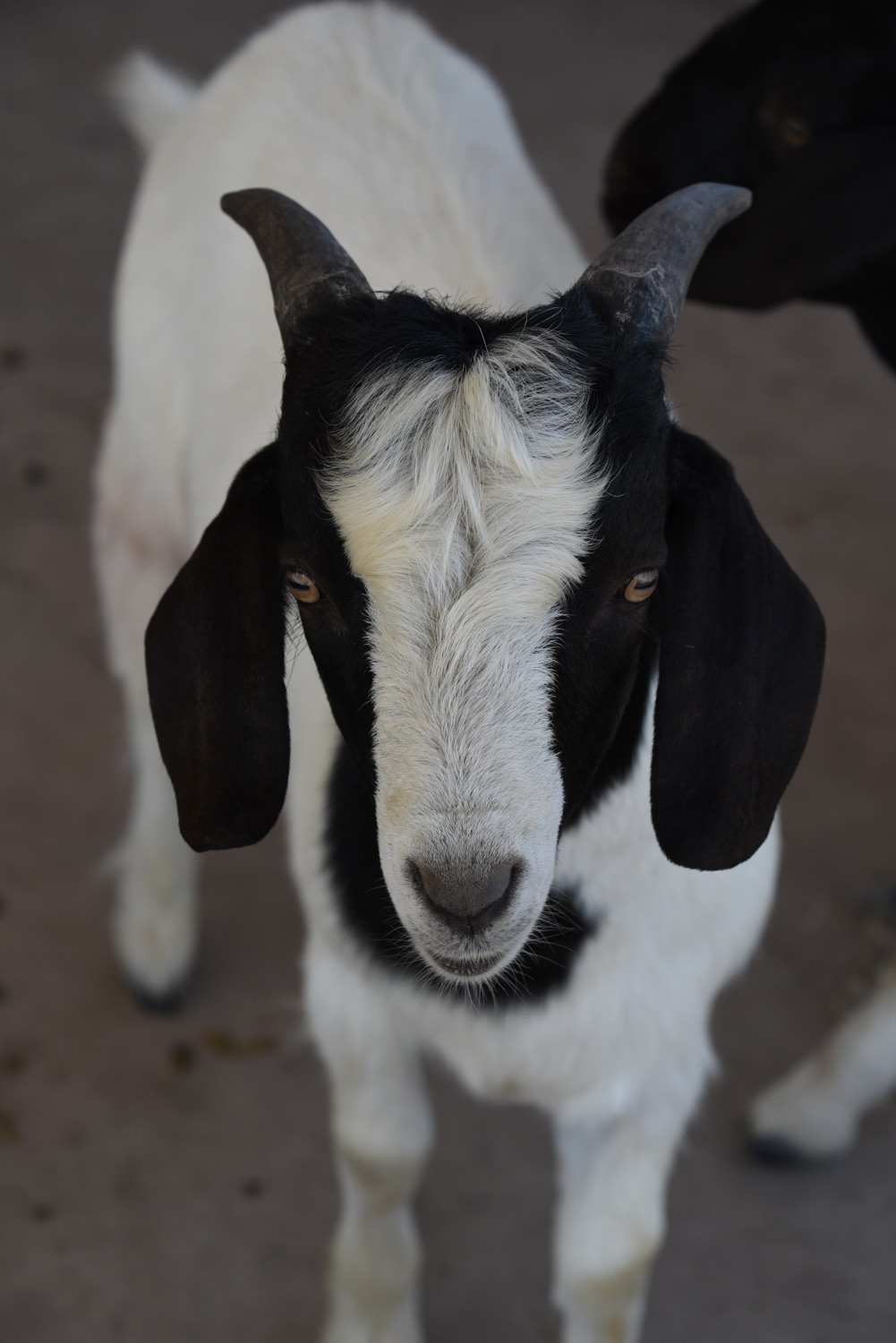 Jimmy - Male Boer Mix Goat in NSW - PetRescue