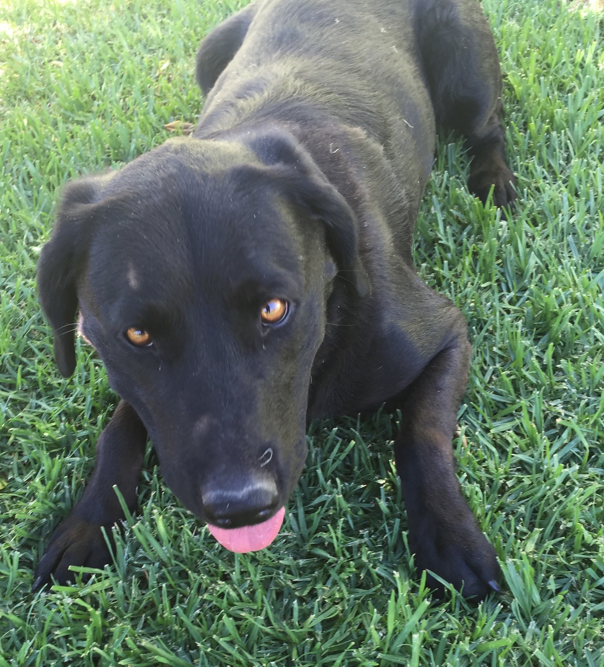 Mia **Adopted** - Large Female Labrador Mix Dog in SA - PetRescue