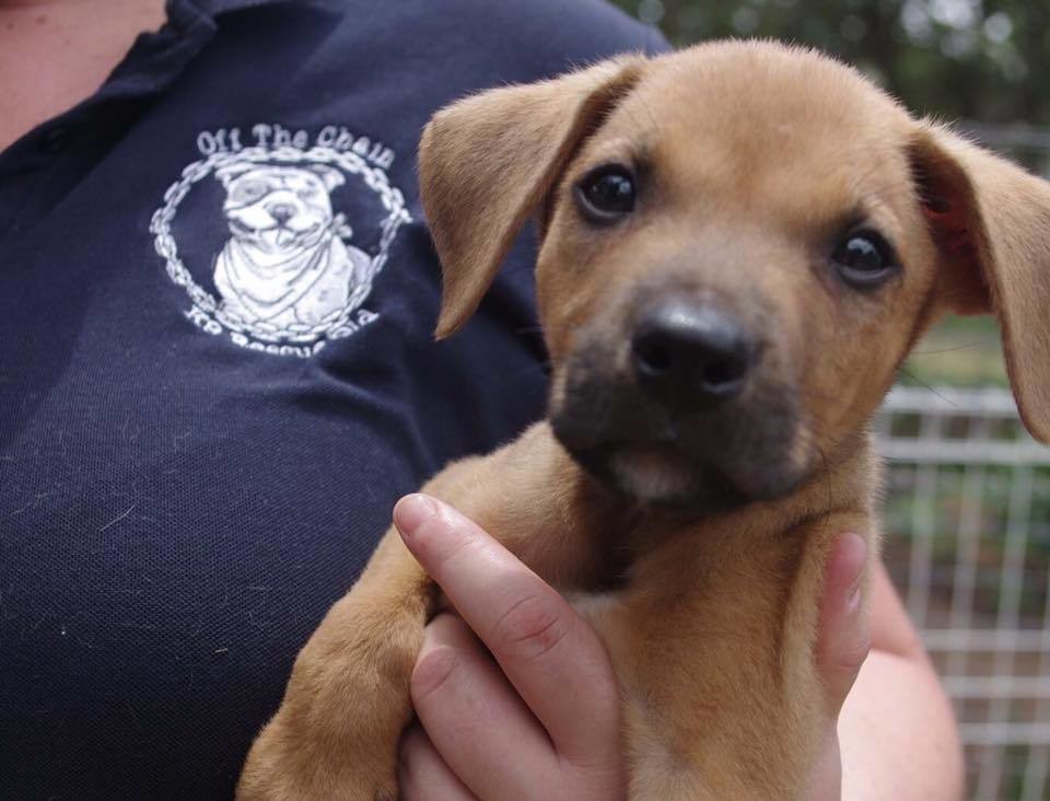 Chive - Large Male Bull Arab x Greyhound x Mastiff Mix Dog in QLD ...