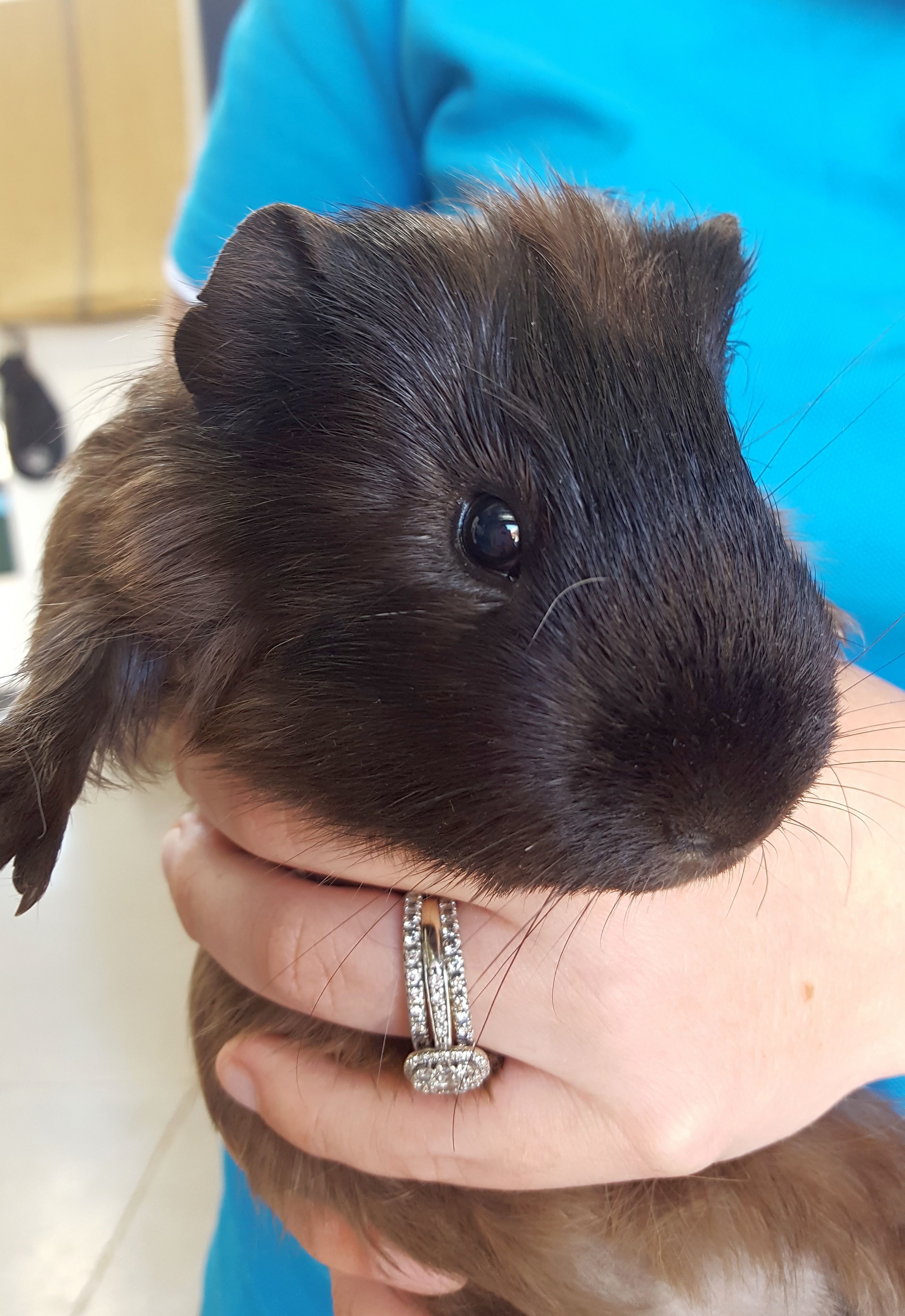 Mars - Male Short-hair Peruvian Mix Guinea Pig in NSW - PetRescue