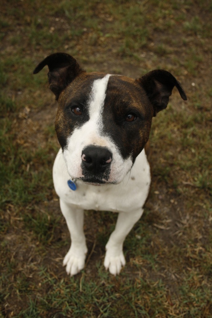 Tank - Medium Male Staffy Mix Dog in VIC - PetRescue
