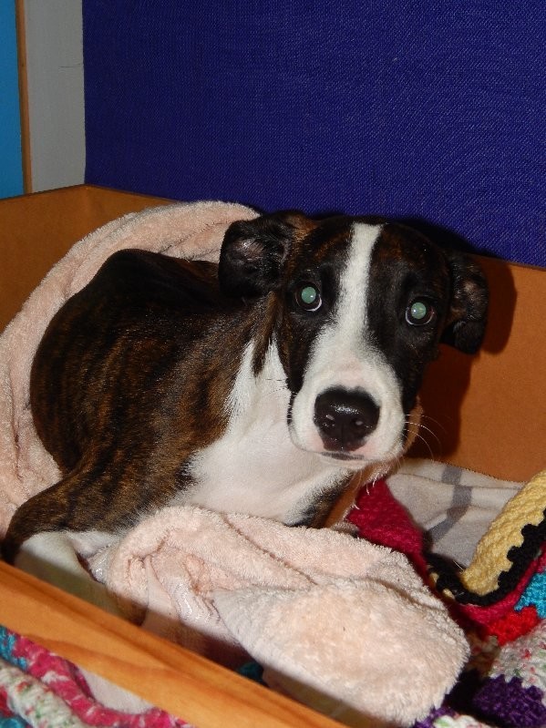 Saxon - Large Male Irish Wolfhound x Rhodesian Ridgeback Mix Dog in QLD ...