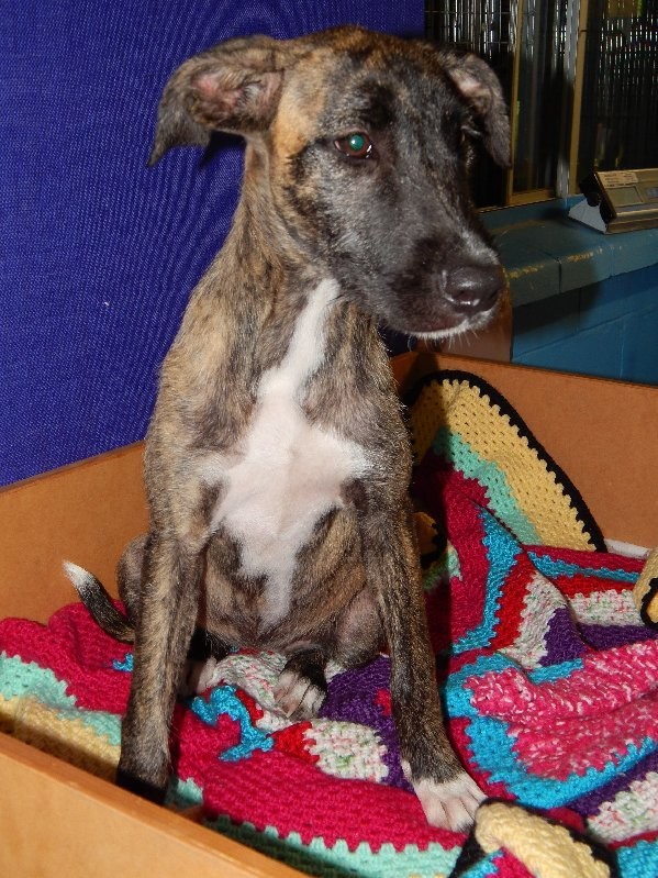 Sally - Large Female Irish Wolfhound x Rhodesian Ridgeback Mix Dog in ...