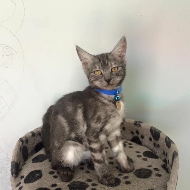 Lyca - Female Domestic Short Hair Cat in WA - PetRescue