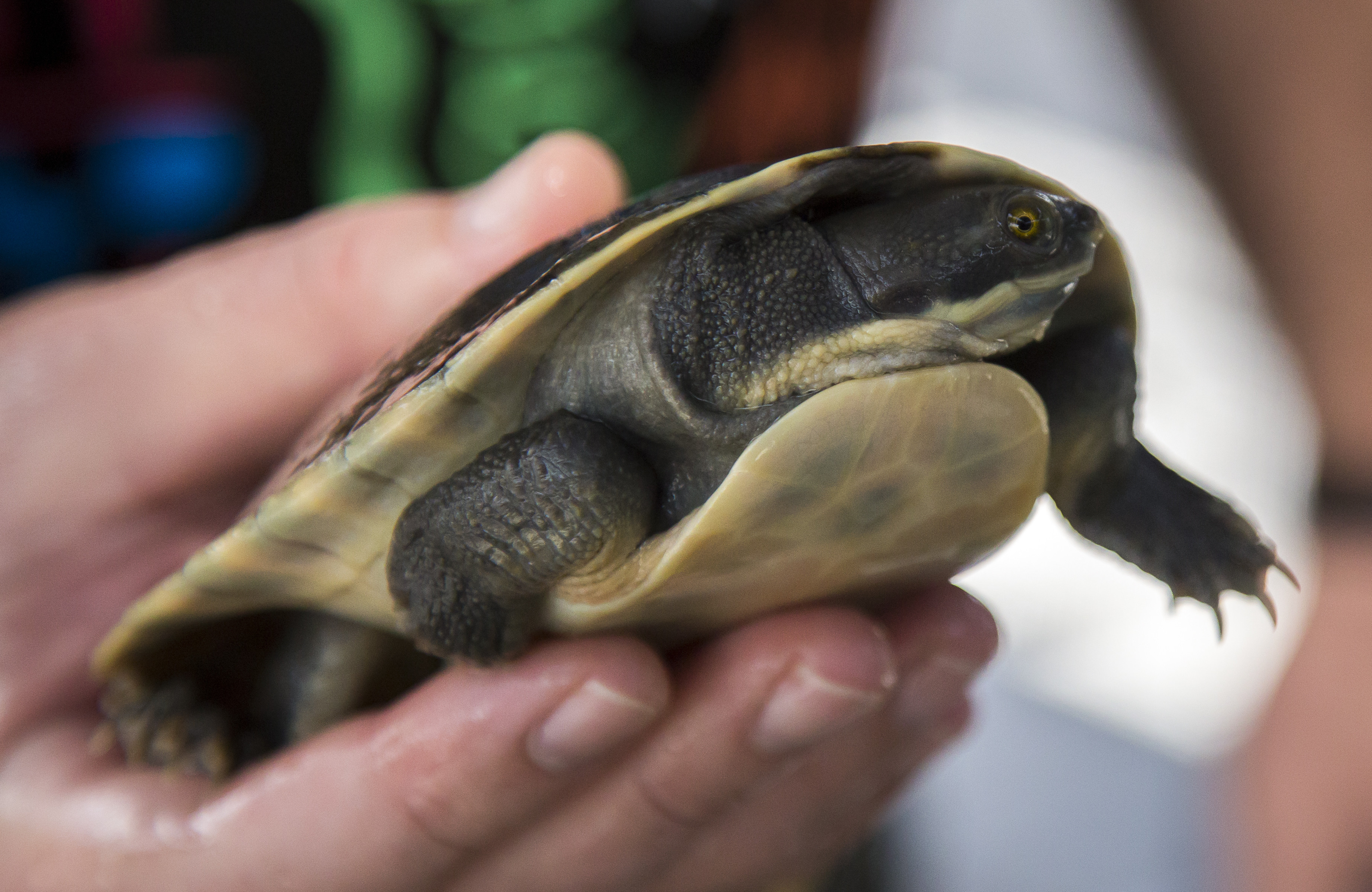 Squirtle - Male Turtle Mix Reptile in QLD - PetRescue