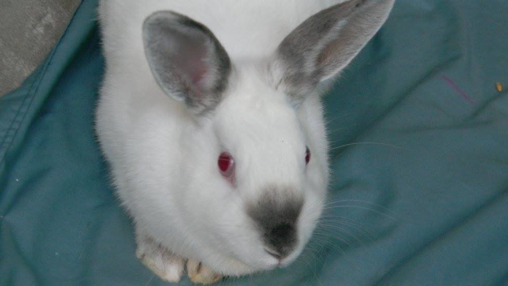 Peach - Female Himalayan Dwarf Rabbit in VIC - PetRescue